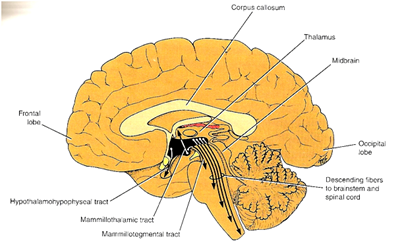 The hypothalamus I - RME